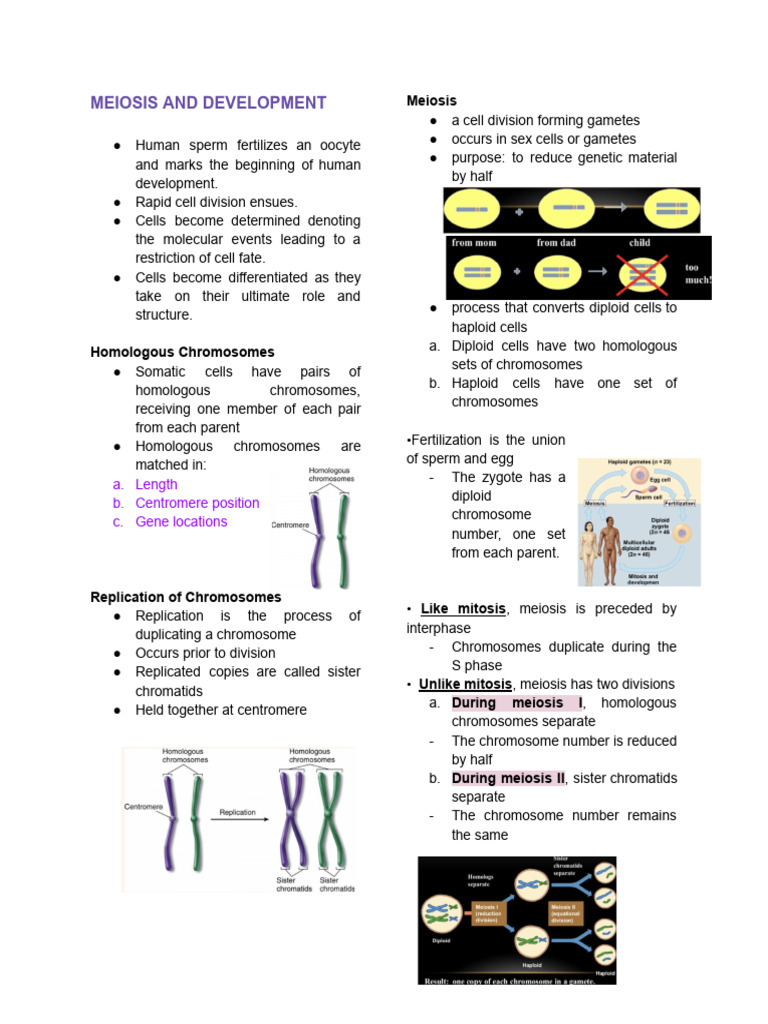 Gen Lec Reviewer (Lesson 3) | PDF | Meiosis | Mitosis