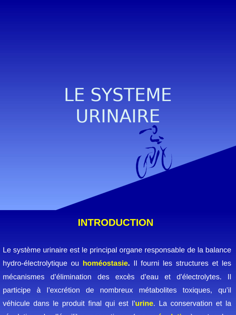 Le Systeme Urinaire (1) Usdb | PDF