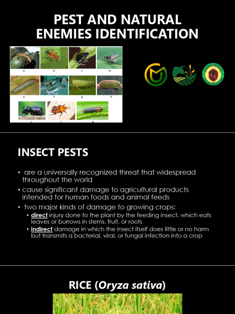 Pest-and-Natural-Enemies-Identification | PDF