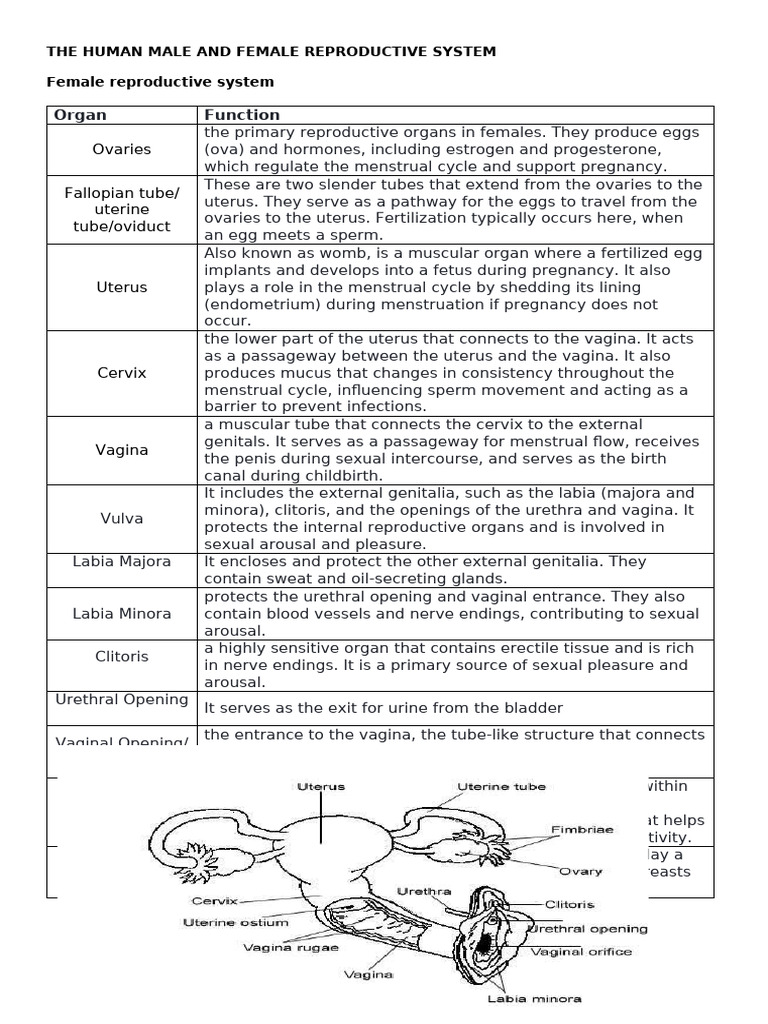 Overview of Human Reproductive Systems | PDF | Reproductive System ...