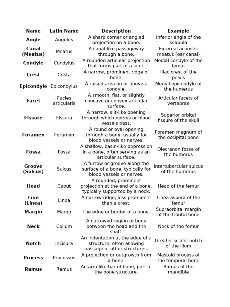 Bony Markings and Features | PDF