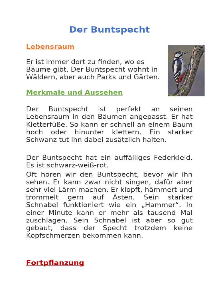 Steckbrief Buntspecht | PDF