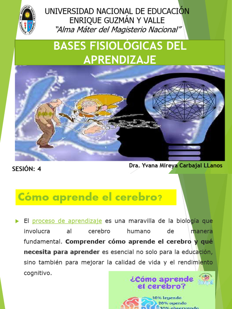 Semana 4 Bases Fisiologicas Del Aprendizaje 2024 | PDF