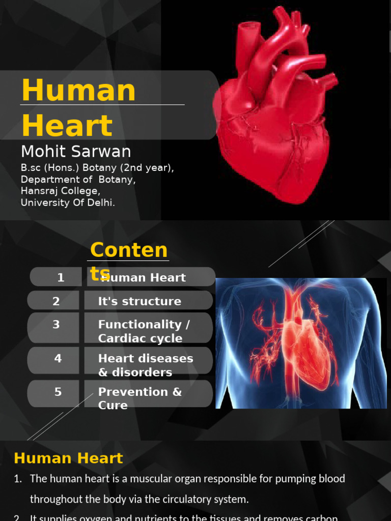Human Heart | PDF