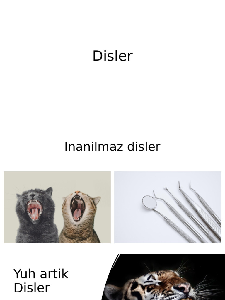 Disler Hakkinda | PDF