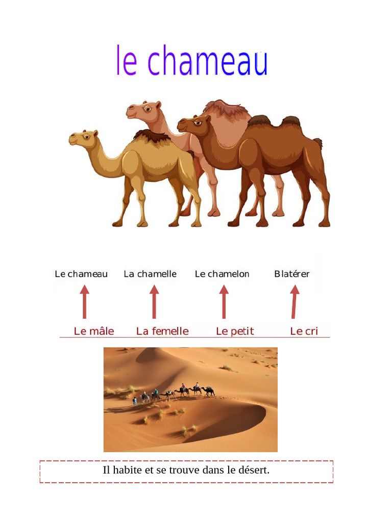 Chameau 6ème | PDF