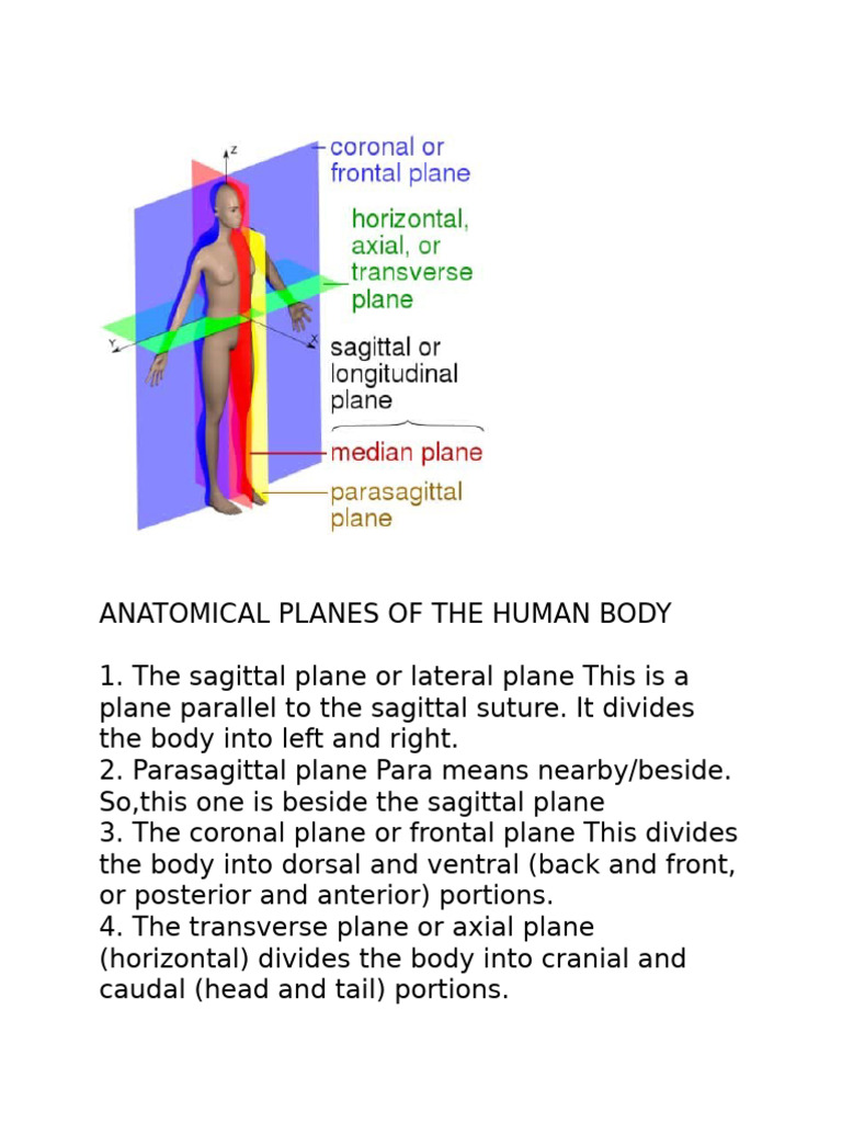 Anatomical Planes | PDF