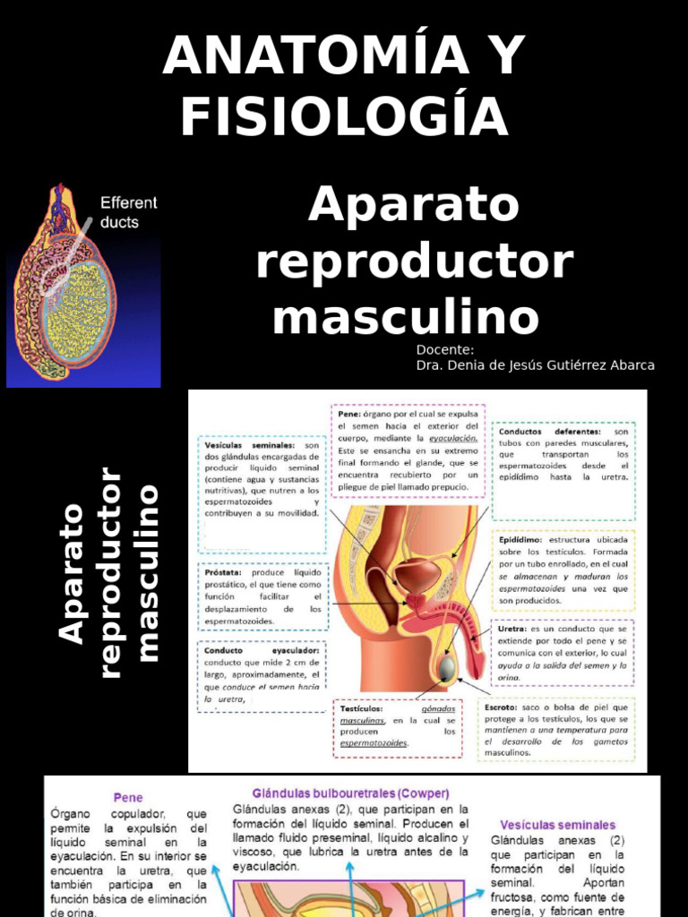 Aparato Reproductor Masculino y Femenino | PDF