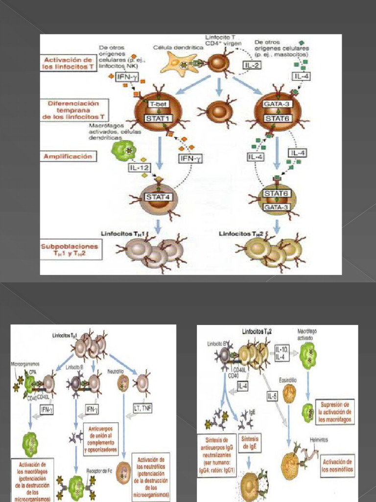 2..inmunidad Frente A Los Microbios Virus - Parasitos | PDF