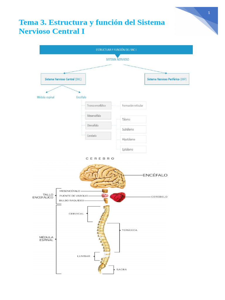Tema 3 Estructura y Funcion Del Sistema Nervioso Central I | PDF