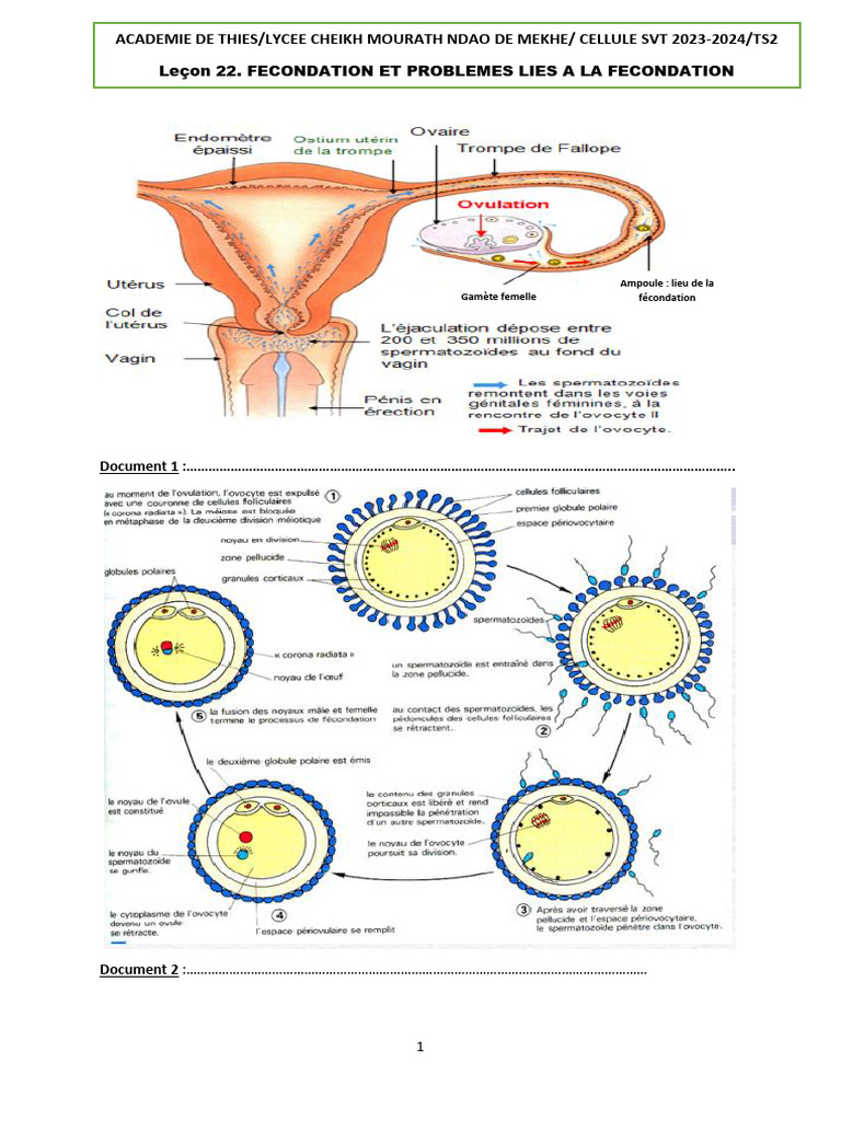 Fecondation 2023-2024 Ts2 | PDF