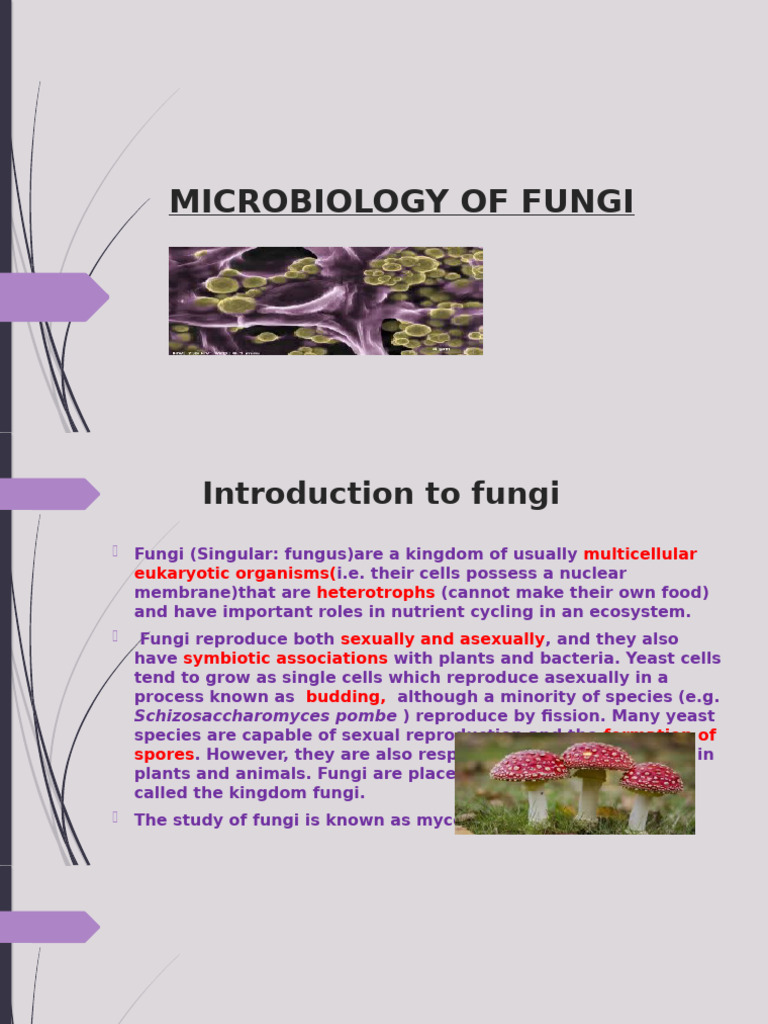 Overview of Fungi in Microbiology | PDF | Fungus | Yeast