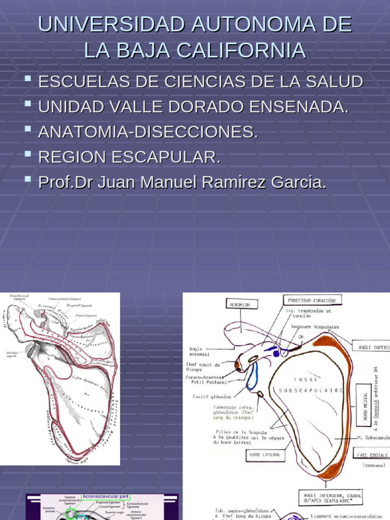 Region Escapular | PDF