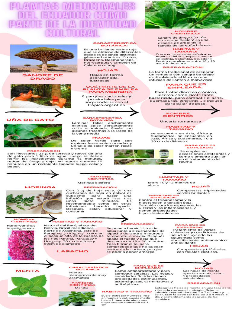 Infografia Plantas Medicinales | PDF