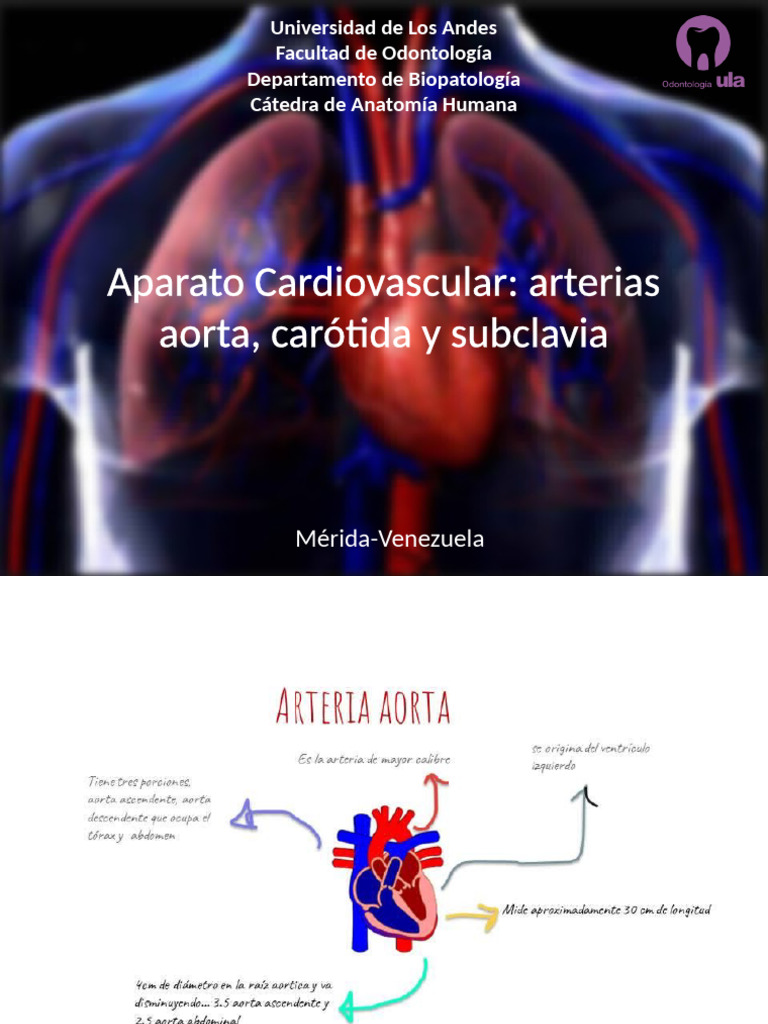 Aorta | PDF
