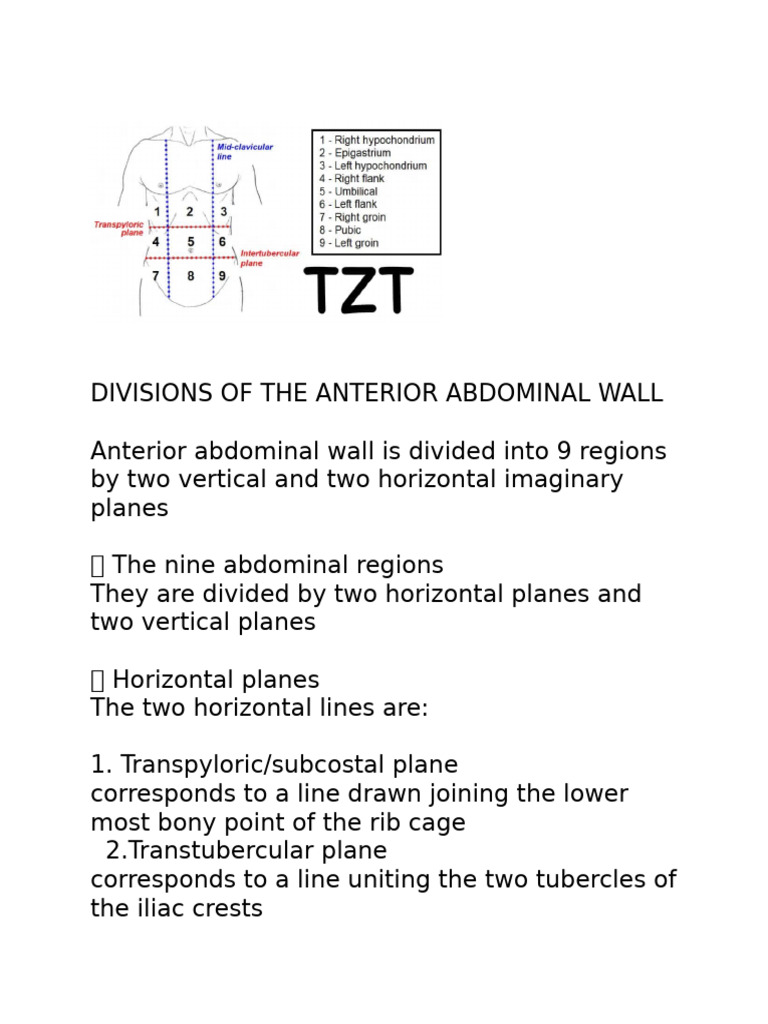 Division of The Abdominal Wall | PDF