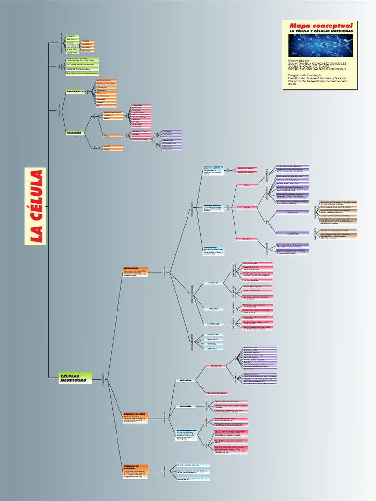 Mapa Conceptual Celula | PDF