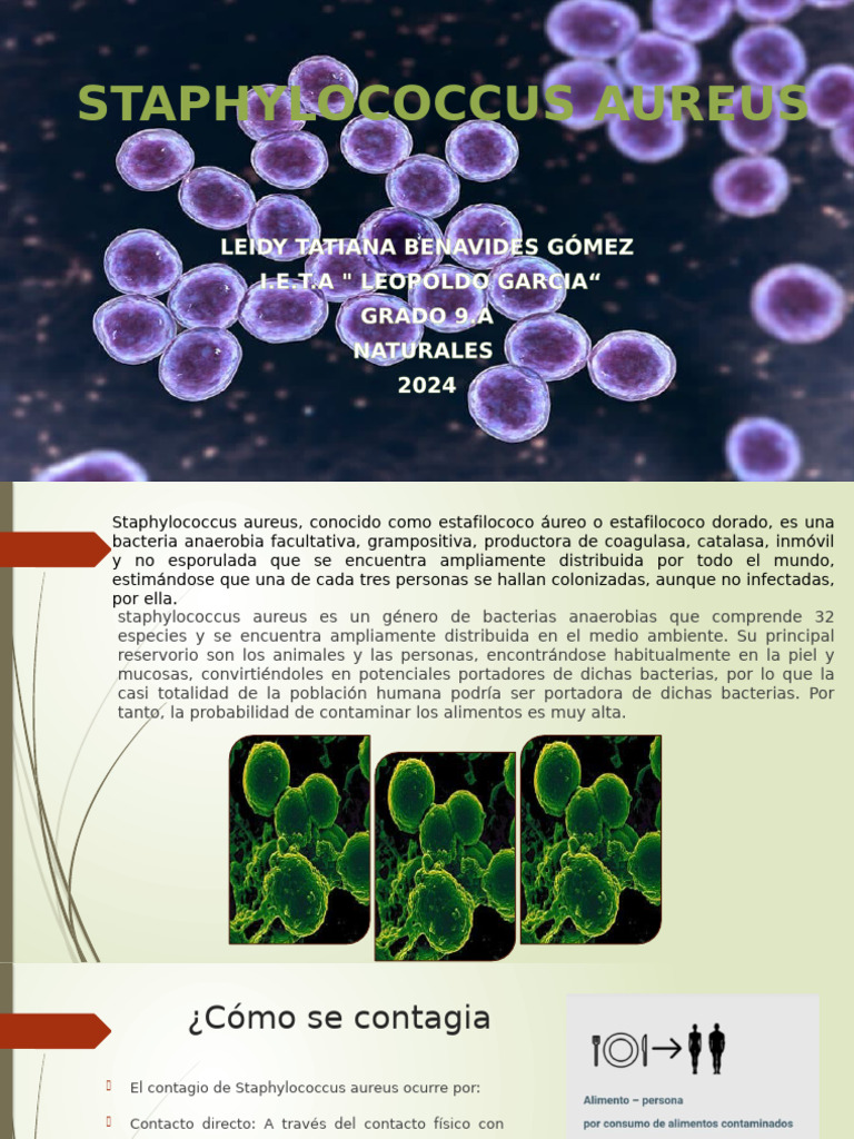 Estafilococo Áureo | PDF