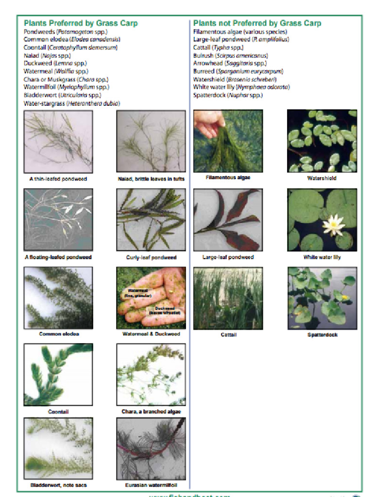 Grass Carp Plants | PDF