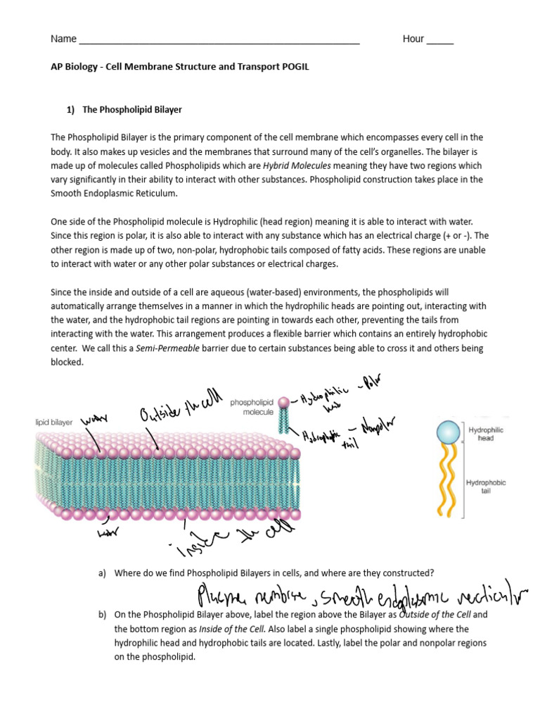 Cell Membrane Structure and Transport POGIL by Byron Strohm | PDF ...