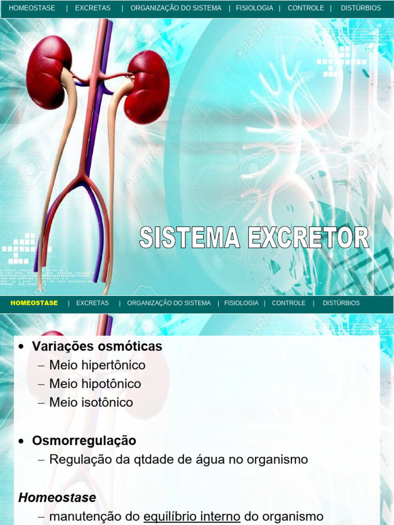 Sistema Excretor - Slides | PDF