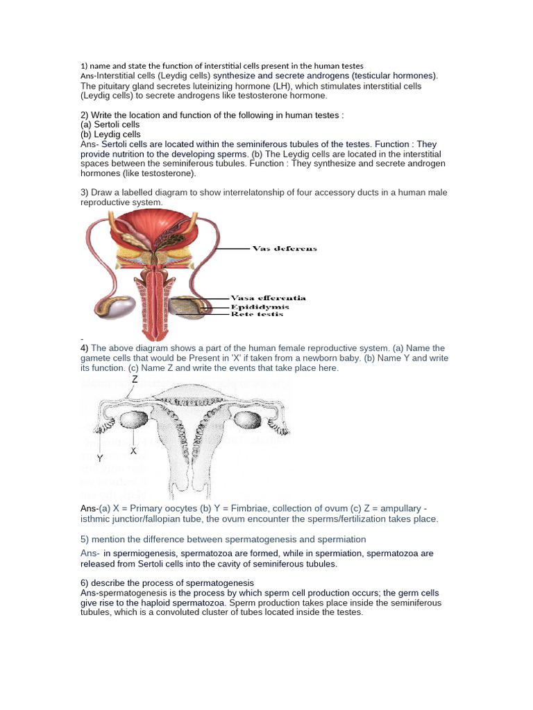 Name and State The Function of Interstitial Cells | PDF