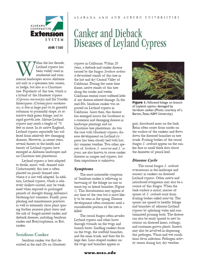 Canker and Dieback Disease of Leyland Cypress | PDF
