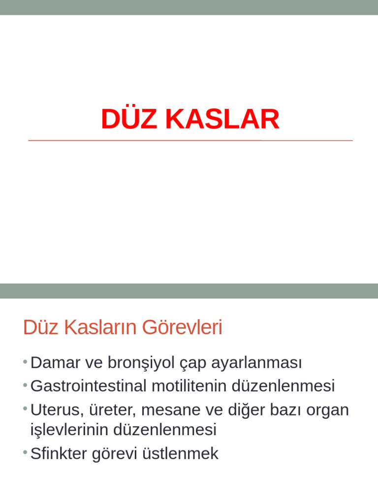 Düz Kaslar | PDF