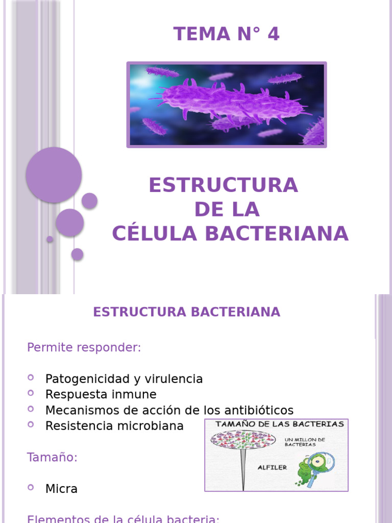 Tema 4. Estructura de La Célula Bacteriana | PDF