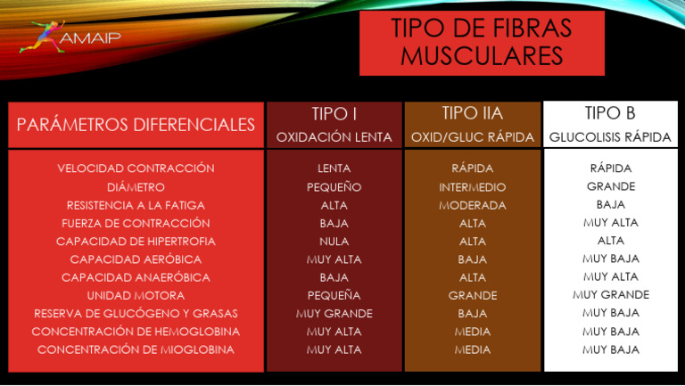 Cuadro Tipos de Fibras Musculares | PDF