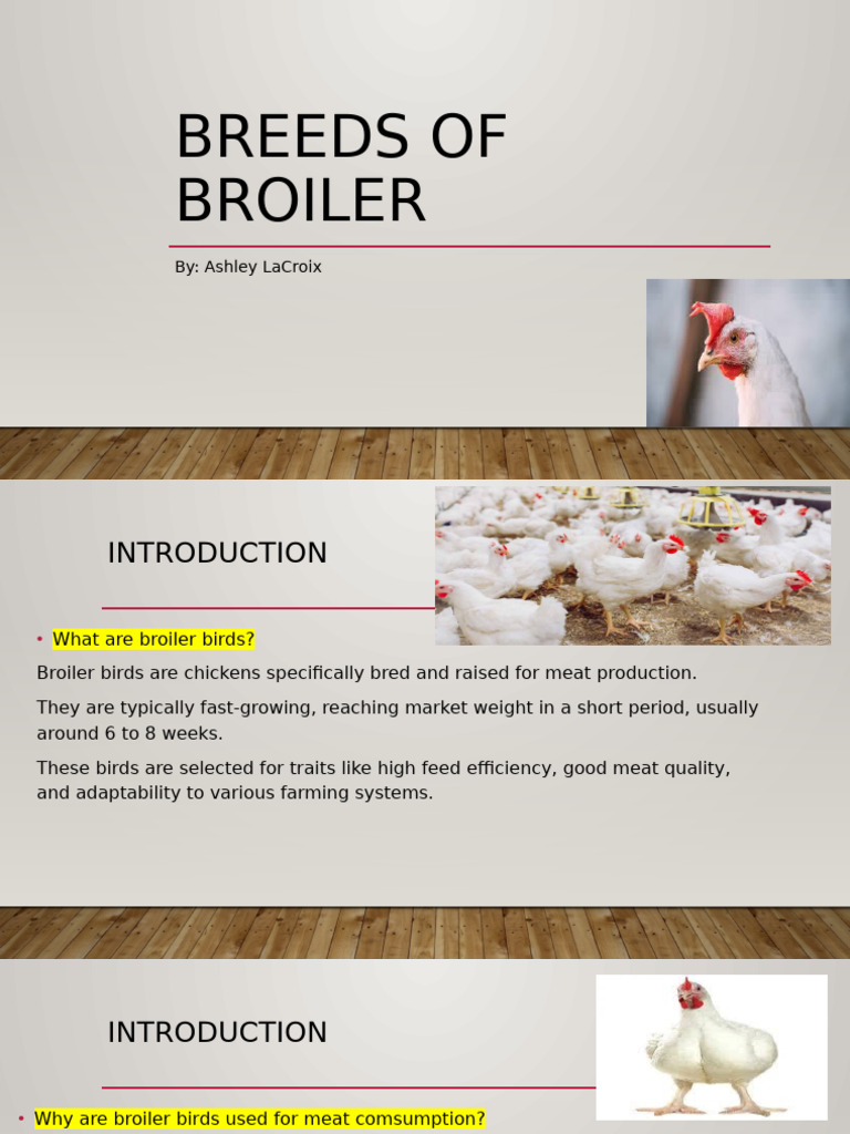 Breeds of Broilers | PDF