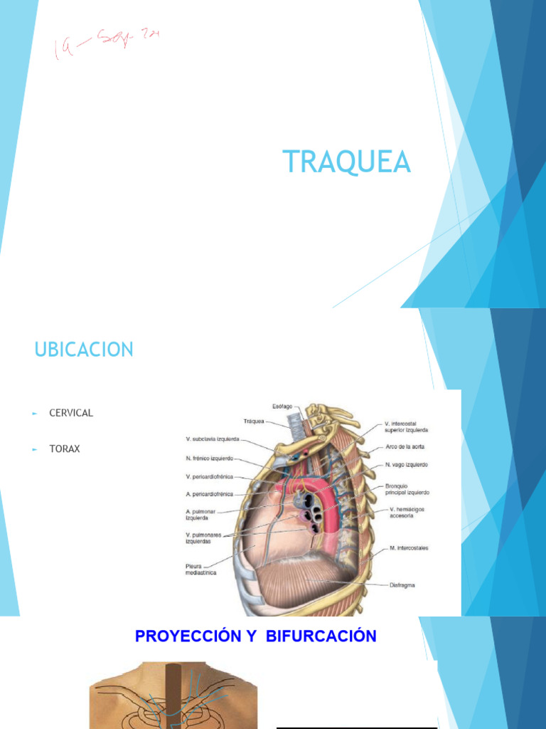 TRAQUEA | PDF