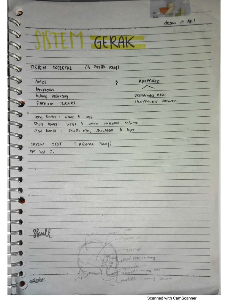 CTTN Bio Skeletal | PDF