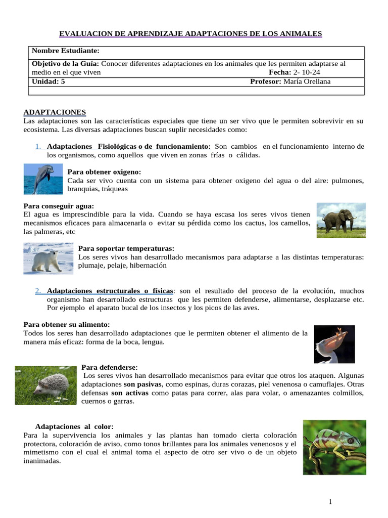 Trabajo Adapataciones de Animales | PDF | Aves | Branquia