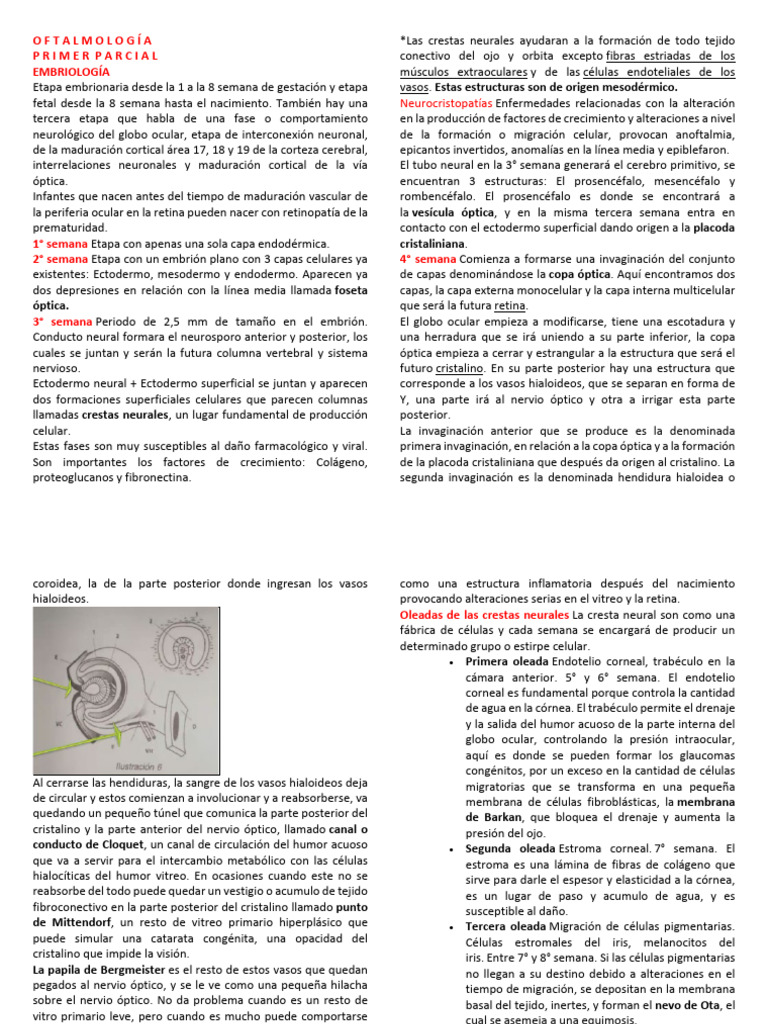 Estas Estructuras Son de Origen Mesodérmico.: Oftalmología Primer ...