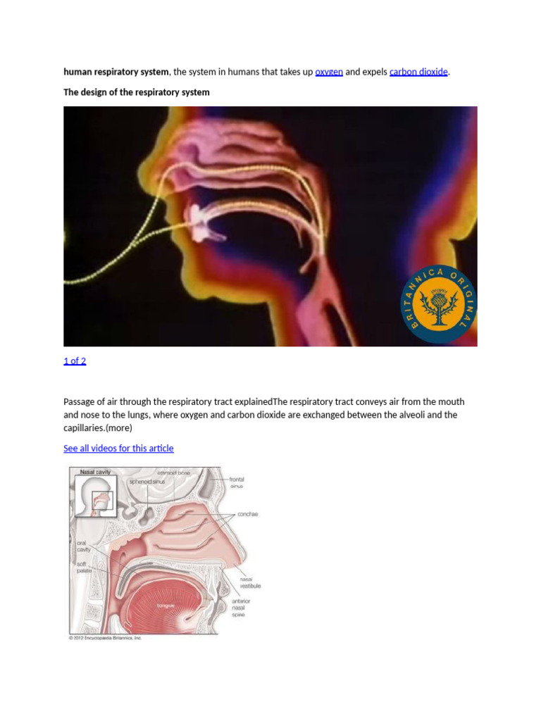 Human Respiratory System | PDF