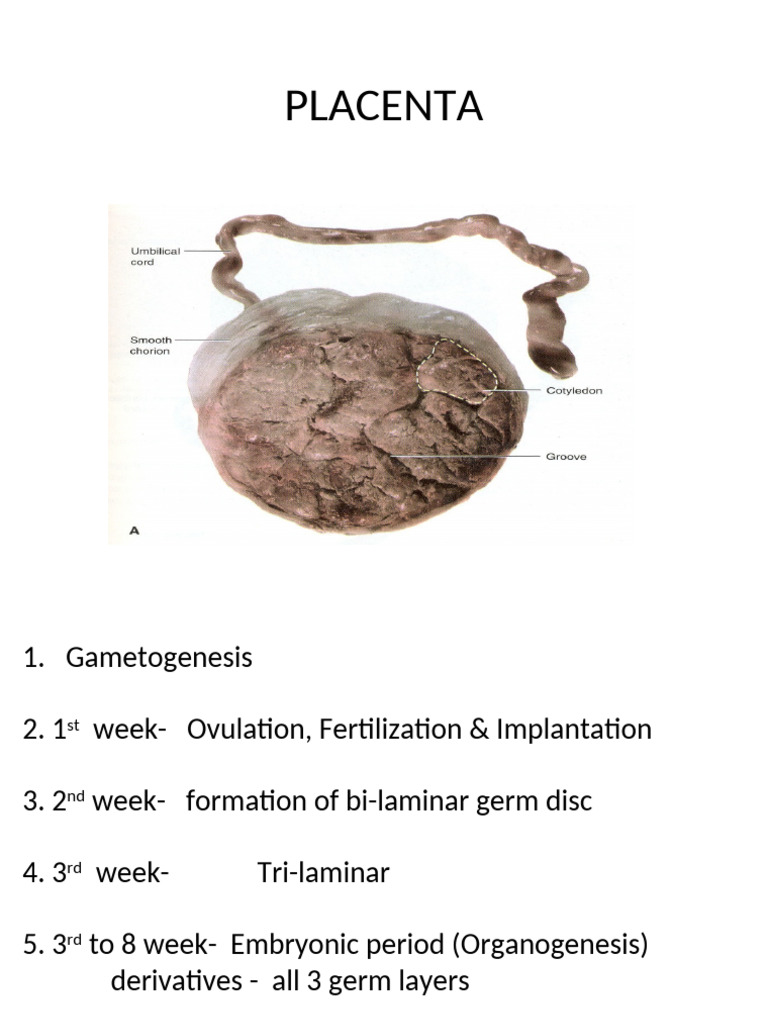 Placenta | PDF