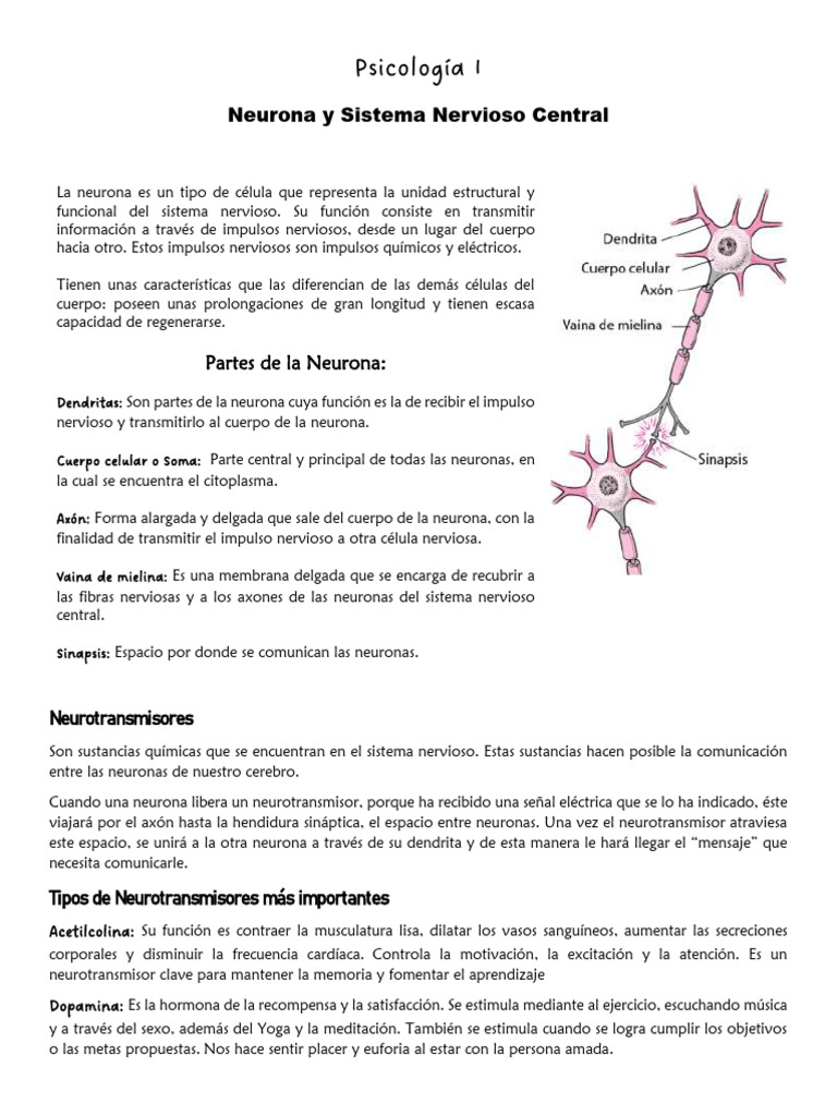 La Neurona | PDF