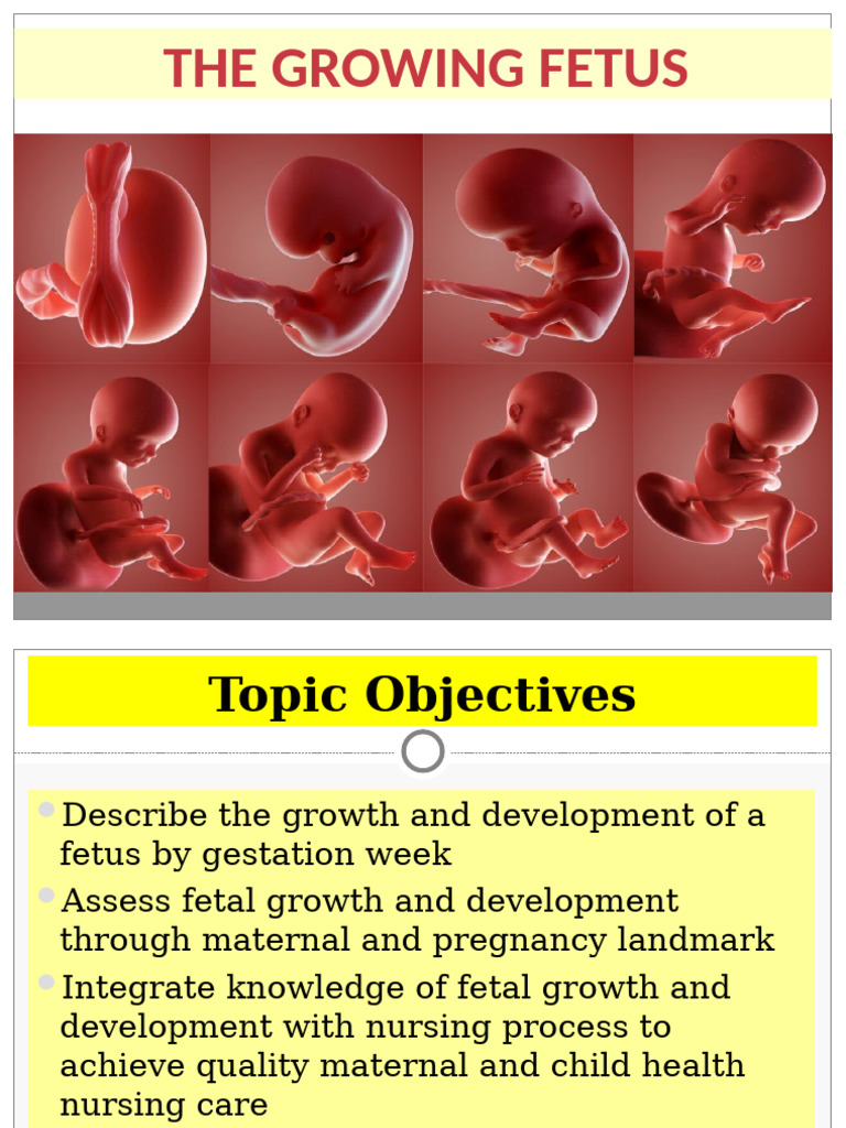 6the Growing Fetus | PDF