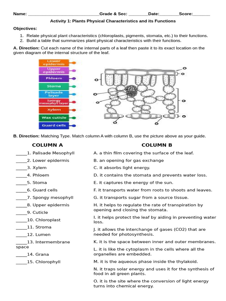 Activity 1 - Plants Physical Characteristics | PDF | Leaf | Chloroplast
