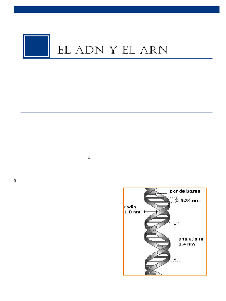 Cap 2 - El ADN y El ARN | PDF
