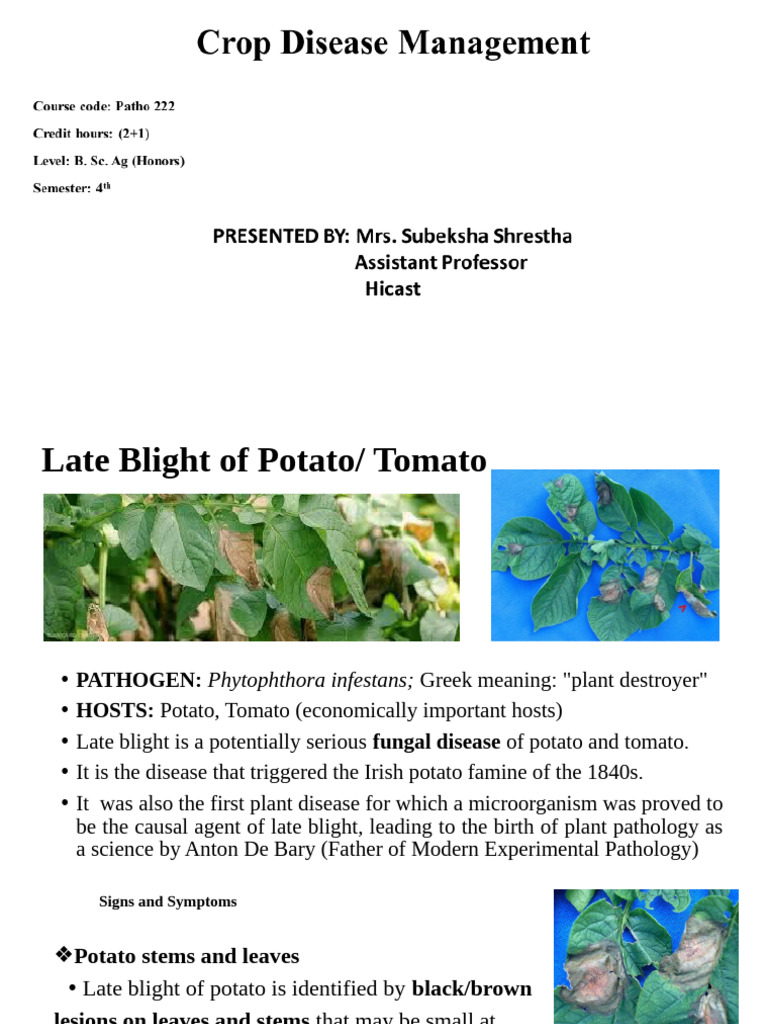 2... Late Blight of PNT | PDF