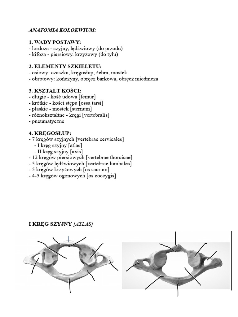 Anatomia Kolokwium | PDF