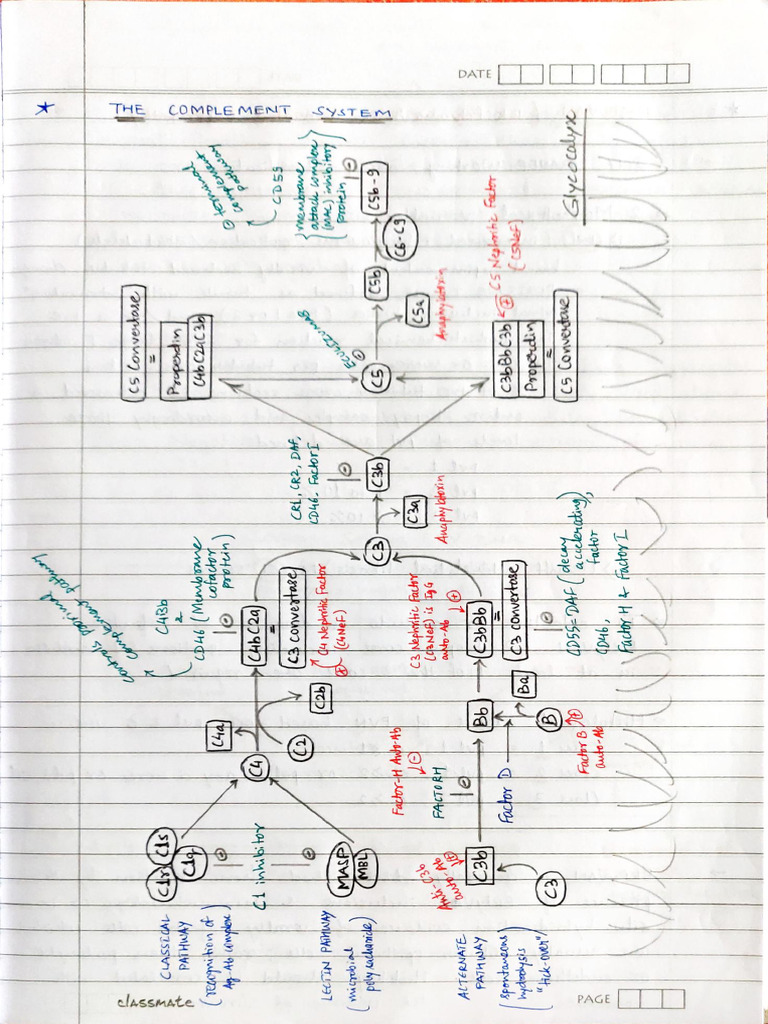 The Complement System | PDF