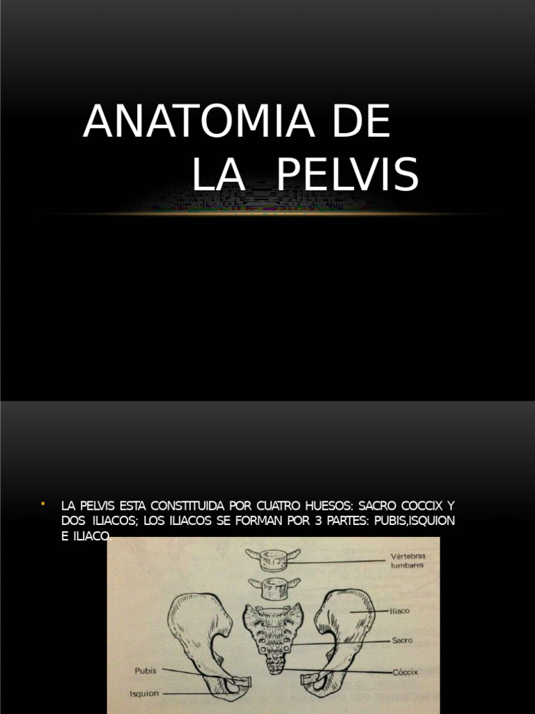 Anatomia Del A Pelvis Pdf