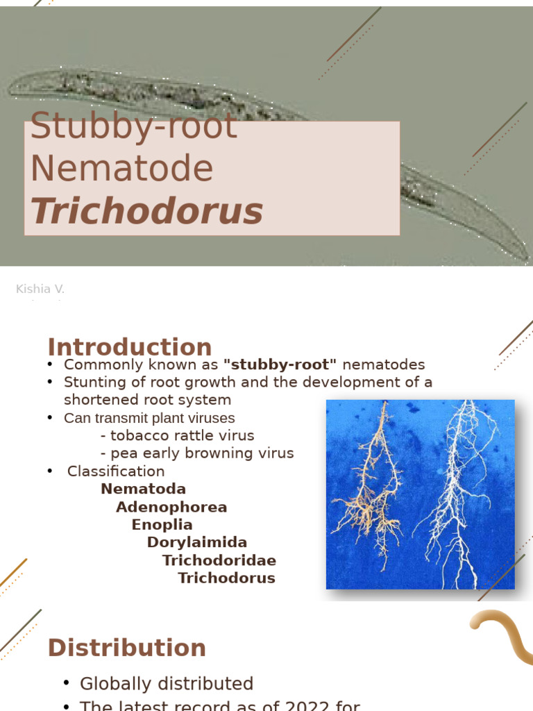 Term Paper Nema Trichodorus | PDF