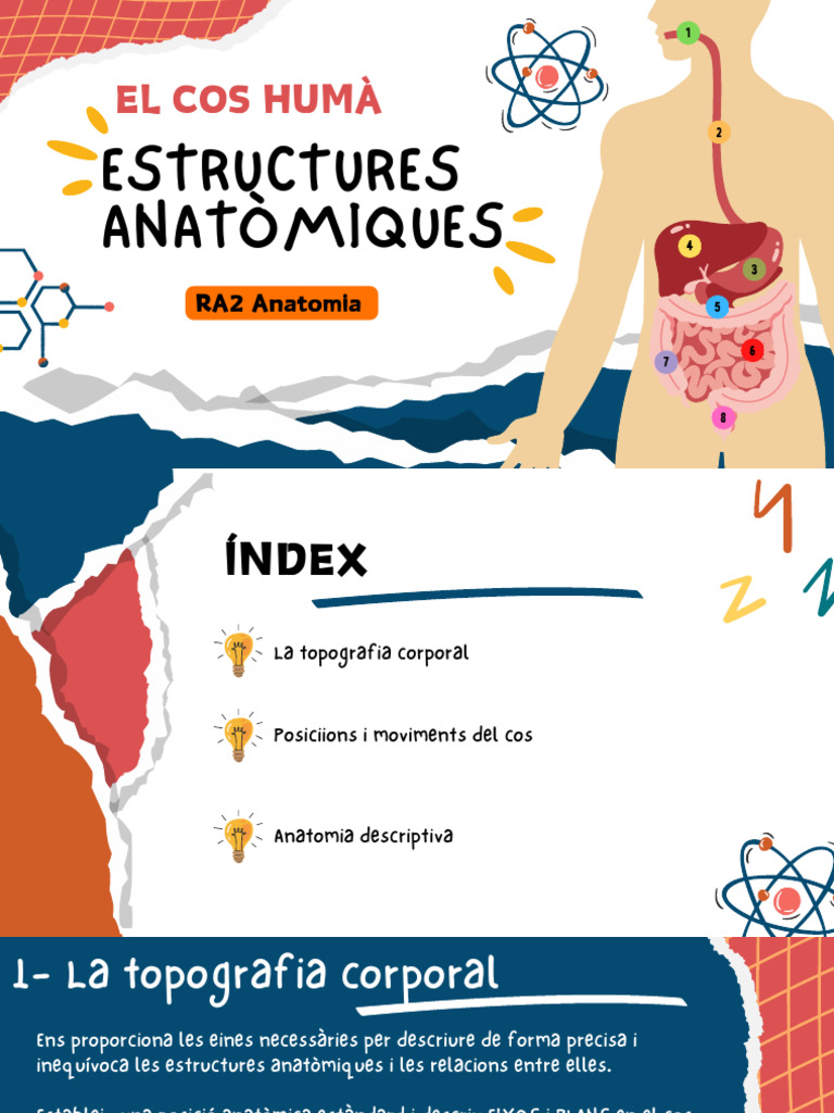 Estructures Anatòmiques | PDF