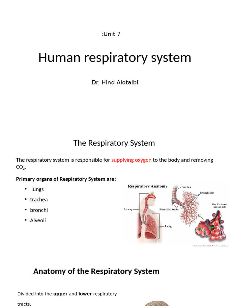 L 7 Human Respiratory System 2 | PDF
