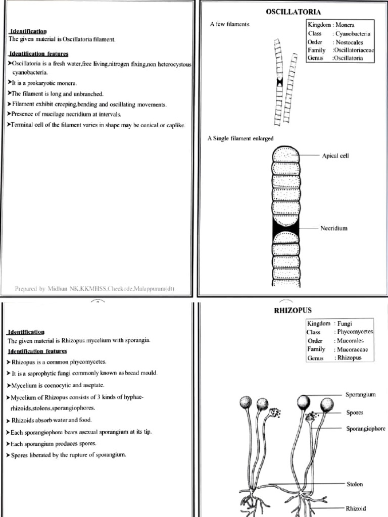 Identification Of Specimens Pdf Branches Of Botany Mycology
