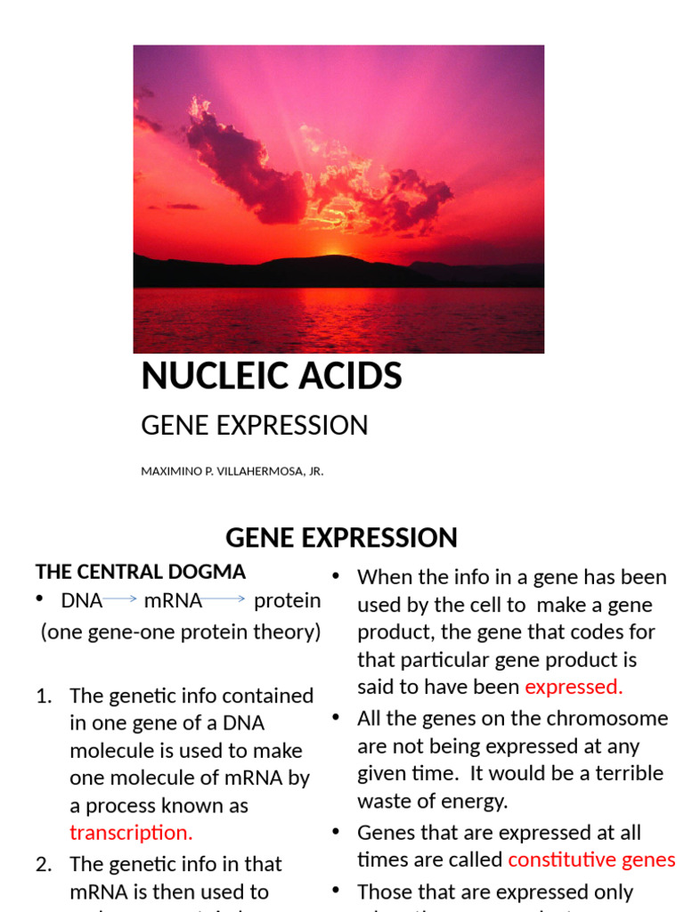 Nucleic Acids - Gene Expression | PDF